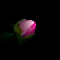 浅谈娱乐是个圈 