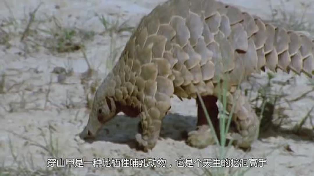 近距离观看穿山甲如何带宝宝,一辈子难得一见,穿山甲宝宝好可爱