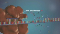 3D动画演示:DNA的复制过程