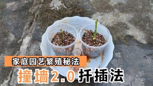 家庭园艺"撞墙2.0扦插法",插一盆活一盆,一盆变10盆!利害了