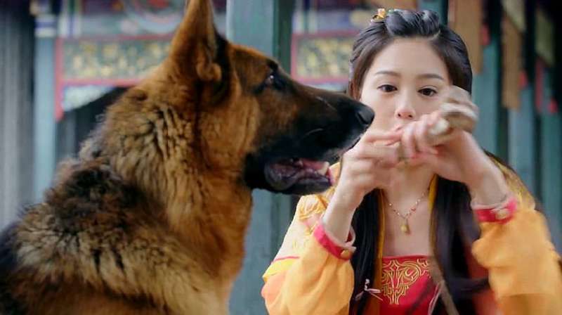 穿越女在古代没有手机,把字写在骨头上,让小狗来回传递信息