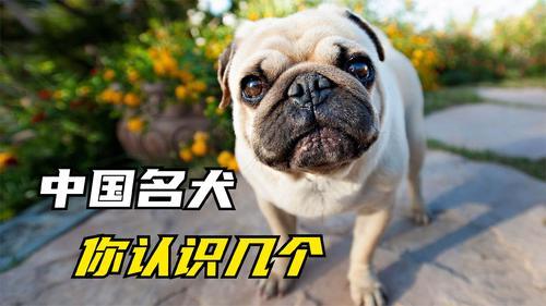 这些华夏名犬,火遍世界几百年,你养过吗