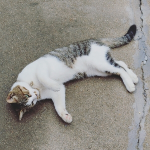 猫猫爱学习和生活 