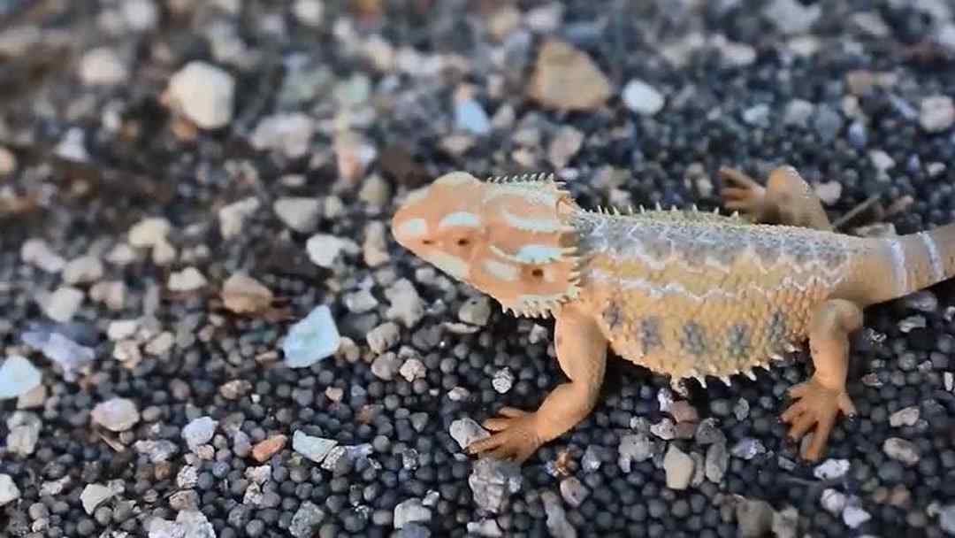 学习认识动物:蜥蜴,蛇,乌龟,瓢虫等昆虫和爬行动物,儿童动物