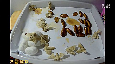 【sjcam M20】延时摄影:蚕魔乱舞(褪壳、排泄碱性液体、爬行、求偶...