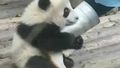 熊猫撒娇抱饲养员大腿搞笑动态图