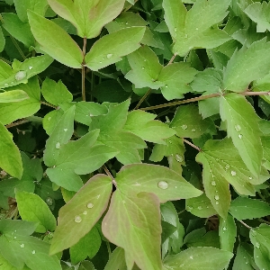 小梦粉 