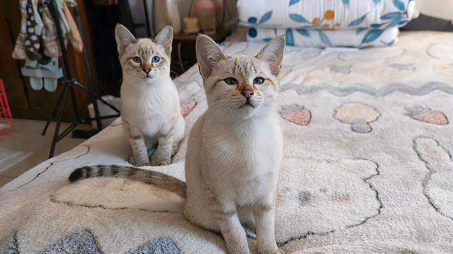 猫咪太让人心疼,从新家接回来后性格大变,太没有安全感了!