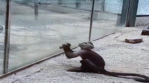 小猴子没事找事,拿石头砸玻璃,不料下一秒自己都吓跑了!