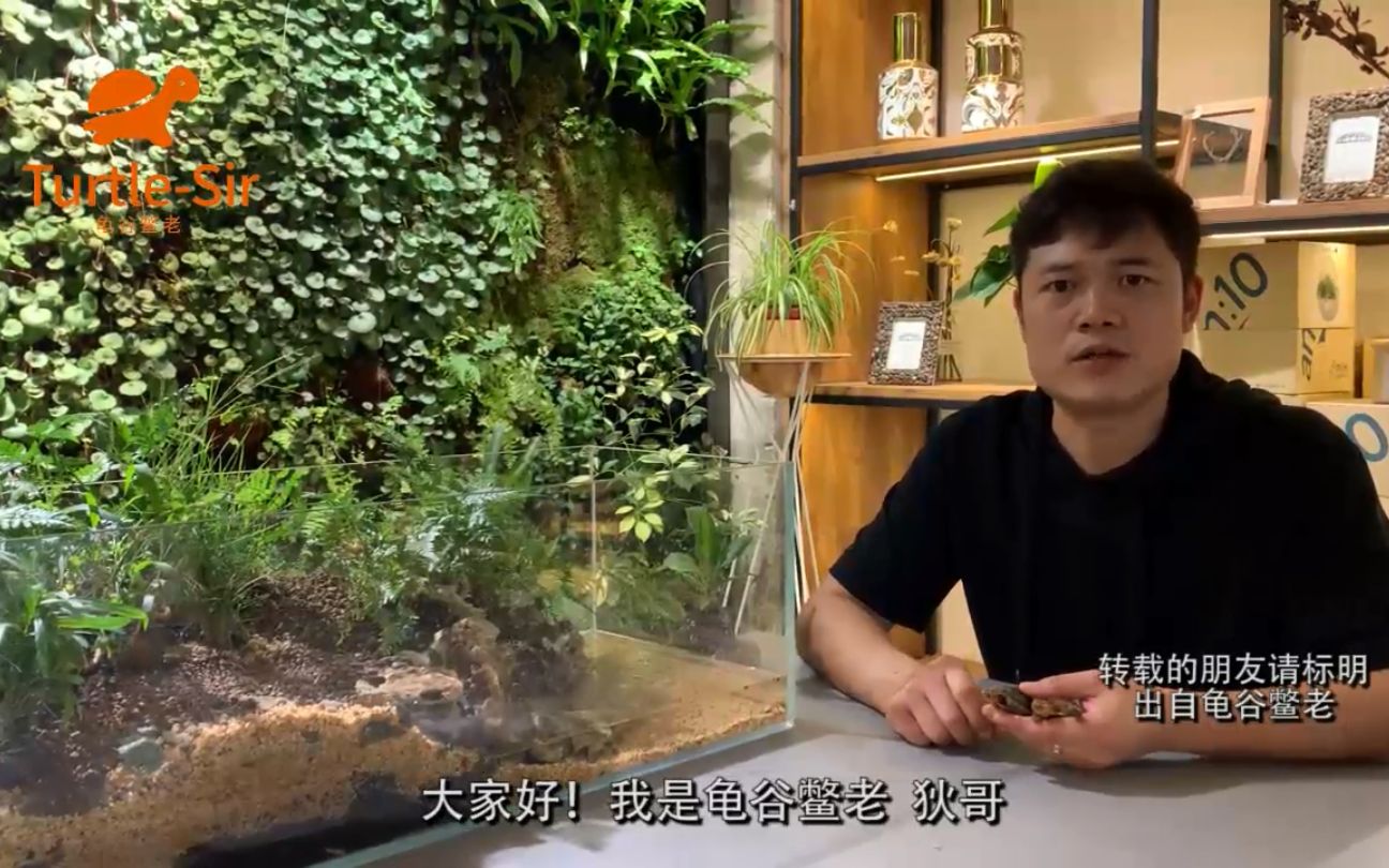 黄缘闭壳龟仿原生态龟缸布置改进版,欢迎大神指点「龟谷鳖老」