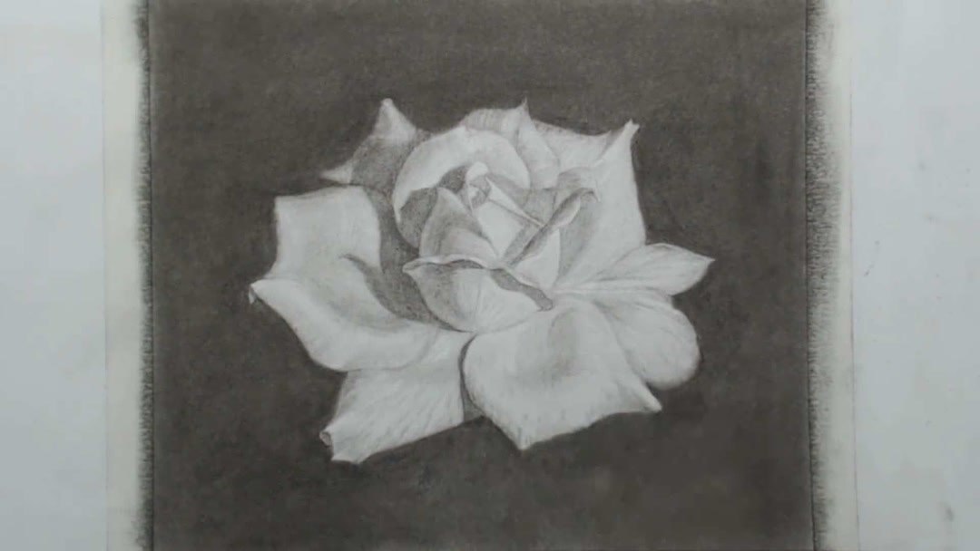 静物素描 花的植物素描