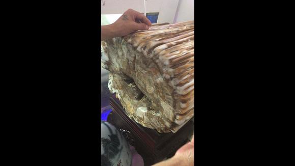 1.5亿年天然形成的精品树化玉出售