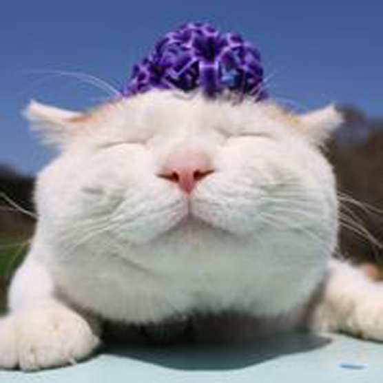 萌猫控 