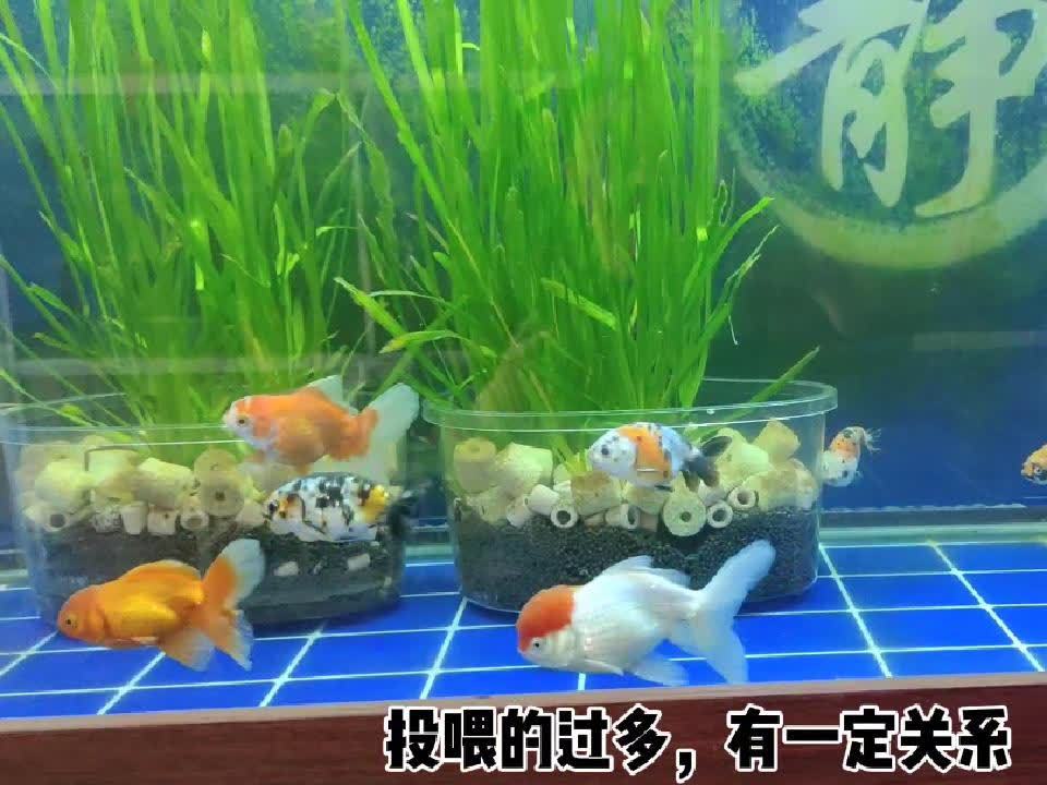 为什么金鱼会浮在水面,都是哪里的原因?观赏鱼