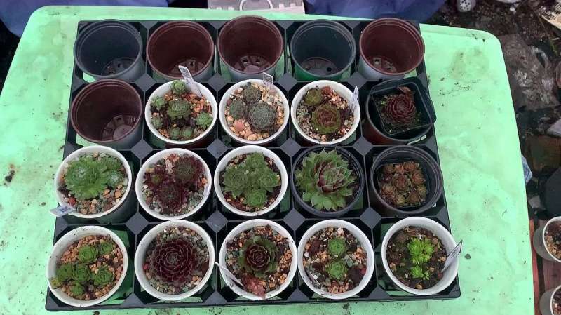 新手如何种植多肉植物长生草简单介绍永恒之莲