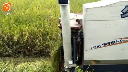 农村小伙开着收割机,看着稻谷的收割过程太过瘾了