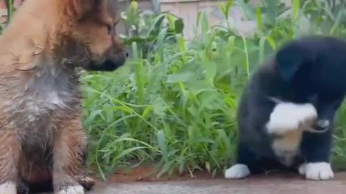 狗狗第一次谈恋爱,需要注意啥