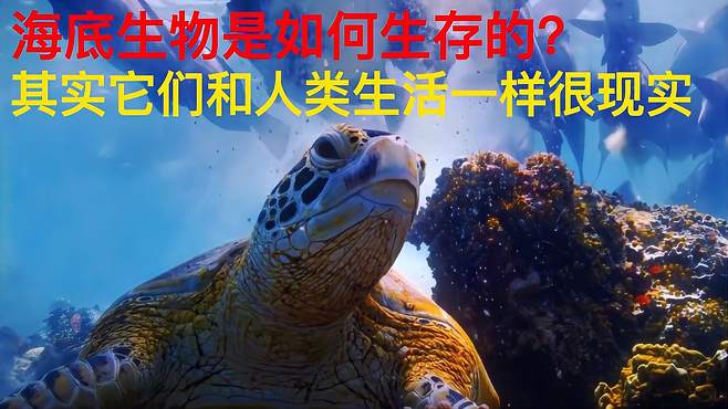 你知道海底生物是如何生存的吗?其实它们和人类一样生活得很现实