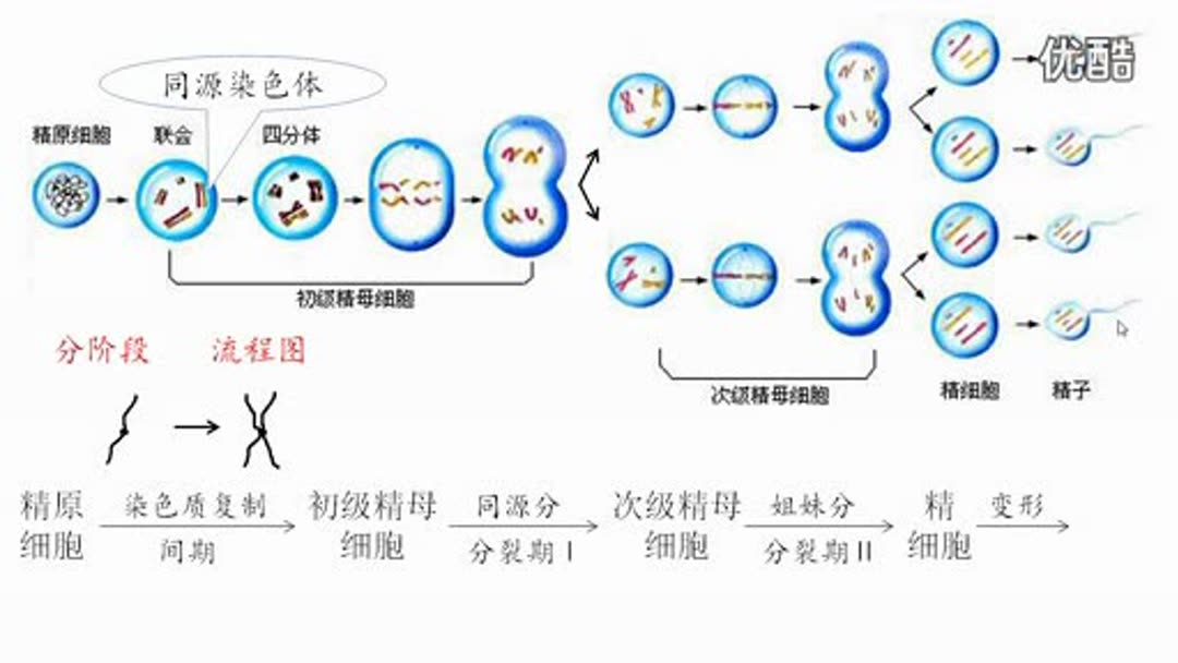 高中生物微课辅导_减数分裂的过程(精子的形成过程)_标清