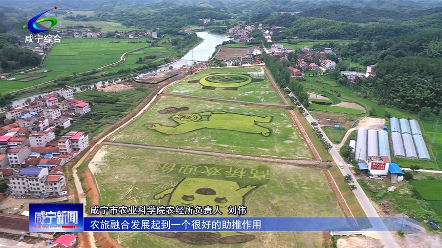 咸宁农科院:稻田作画 为美丽乡村添彩