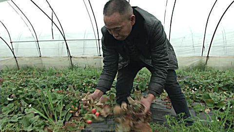 草莓“生病”无产量,一年几乎全部绝收,什么草莓病害这么凶险?