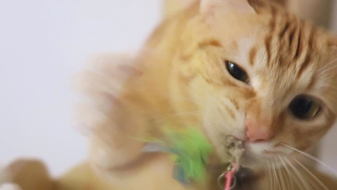 平时胆小软萌的猫咪,一咬住逗猫棒就开启咆哮模式,愤怒值爆表