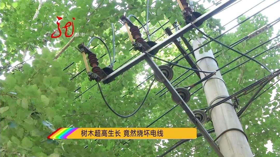 树木超高生长,触碰电线,最后导致电线燃烧!