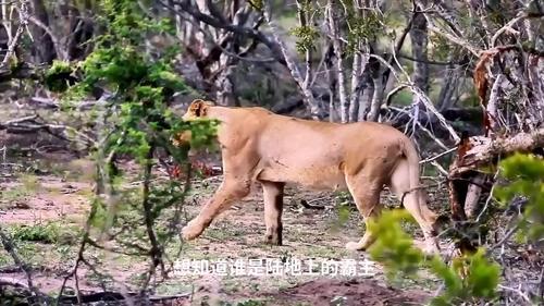 全球十大猛兽排行榜