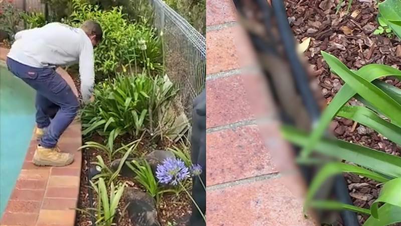 花园里发现水管被缠绕,老人仔细一看吓出冷汗,随后一幕让人尴尬