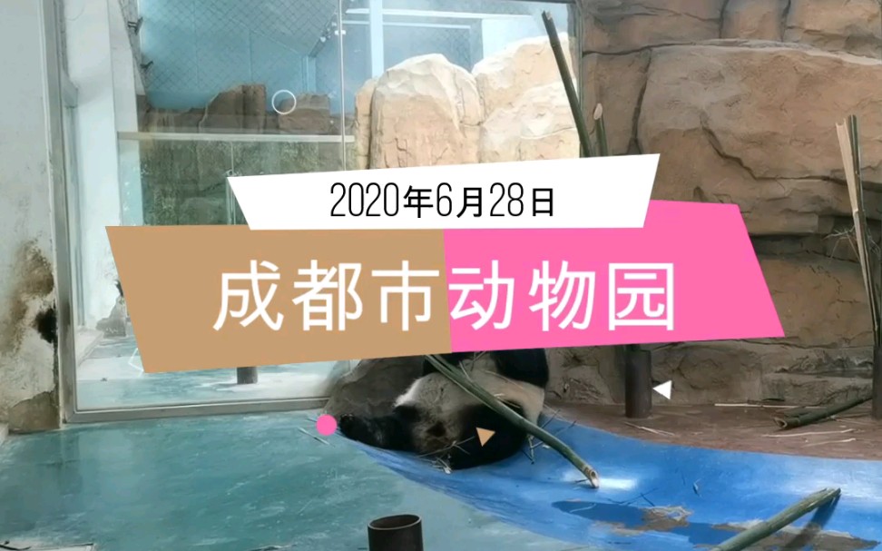2020.06.28 逛成都市动物园