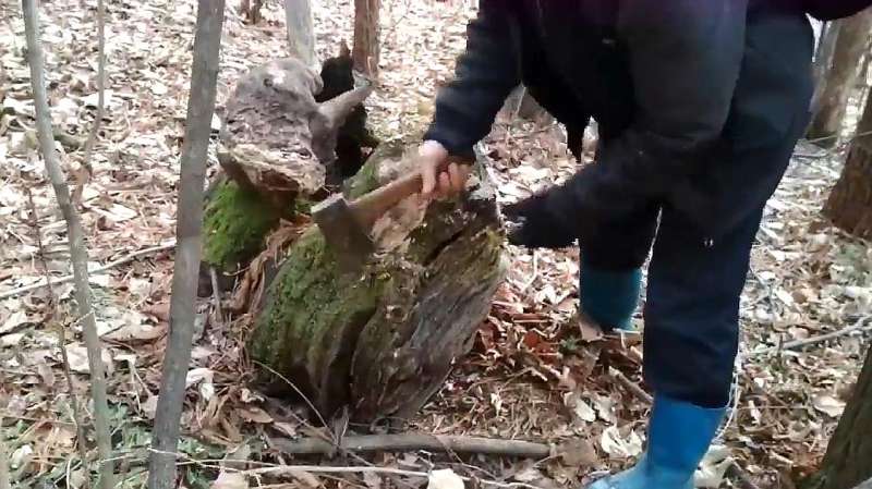 东北大山好宝贝,刺老芽发现块大松香木,十八般武艺才搞到手