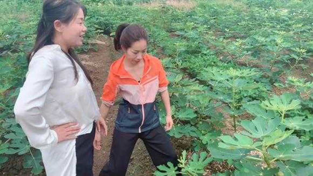 农村女孩带小妹去参观一片奇怪的植物,不开花就结果,究竟是啥