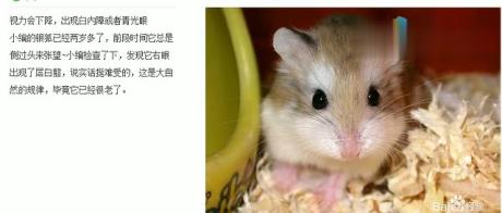 这些表现说明仓鼠要死了 注意点哦