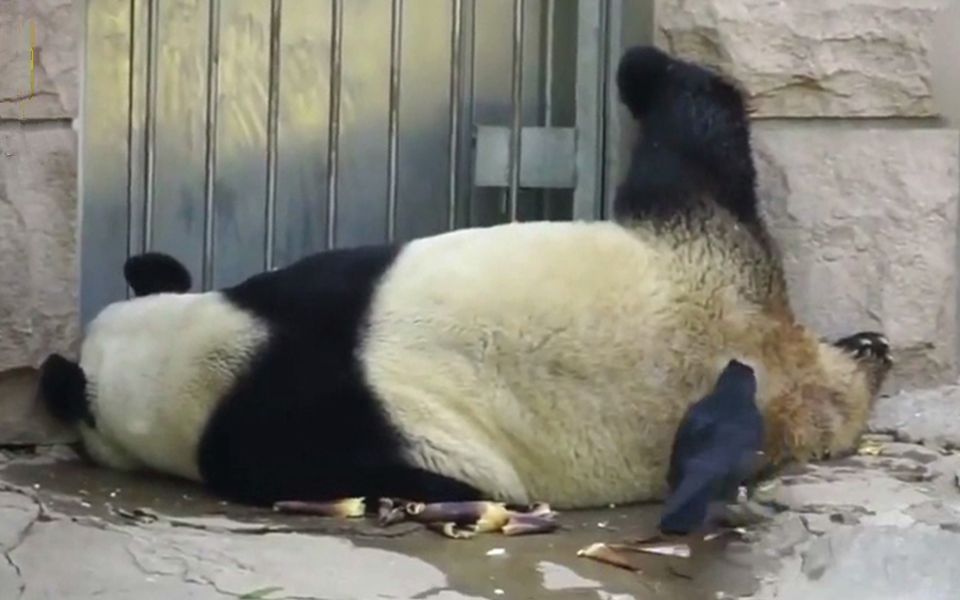 又来一次!在熊猫睡觉的时候薅它的屁股毛【坏学生快报311期】