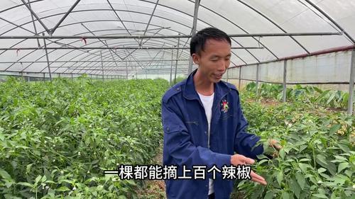 种植辣椒一棵结上100个,剪枝和管理的方法,一起来学习下#记录我的...