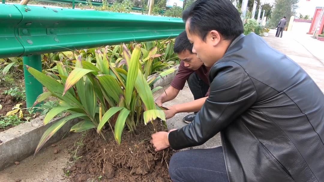 种的什么?种植基地老板:白芨1块多1棵苗,种了3年原来可卖200元