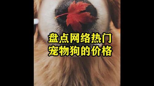 盘点热门犬种的价钱
