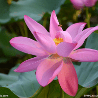 它的芬芳随着风 