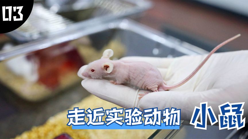 走近实验动物 | 萌小鼠,或成挽救肿瘤患者的“大英雄”