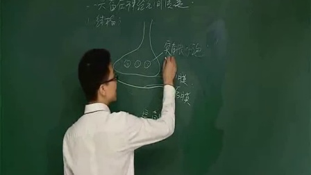 高中生物必修三(1)神经调节--兴奋在神经元间的传递知识点1