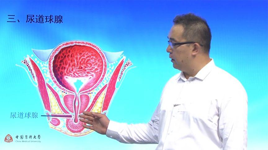 人体解刨学:5.5内脏学之泌尿、生殖与腹膜—男性附属腺