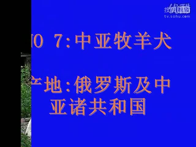 世界十大最凶猛的犬!