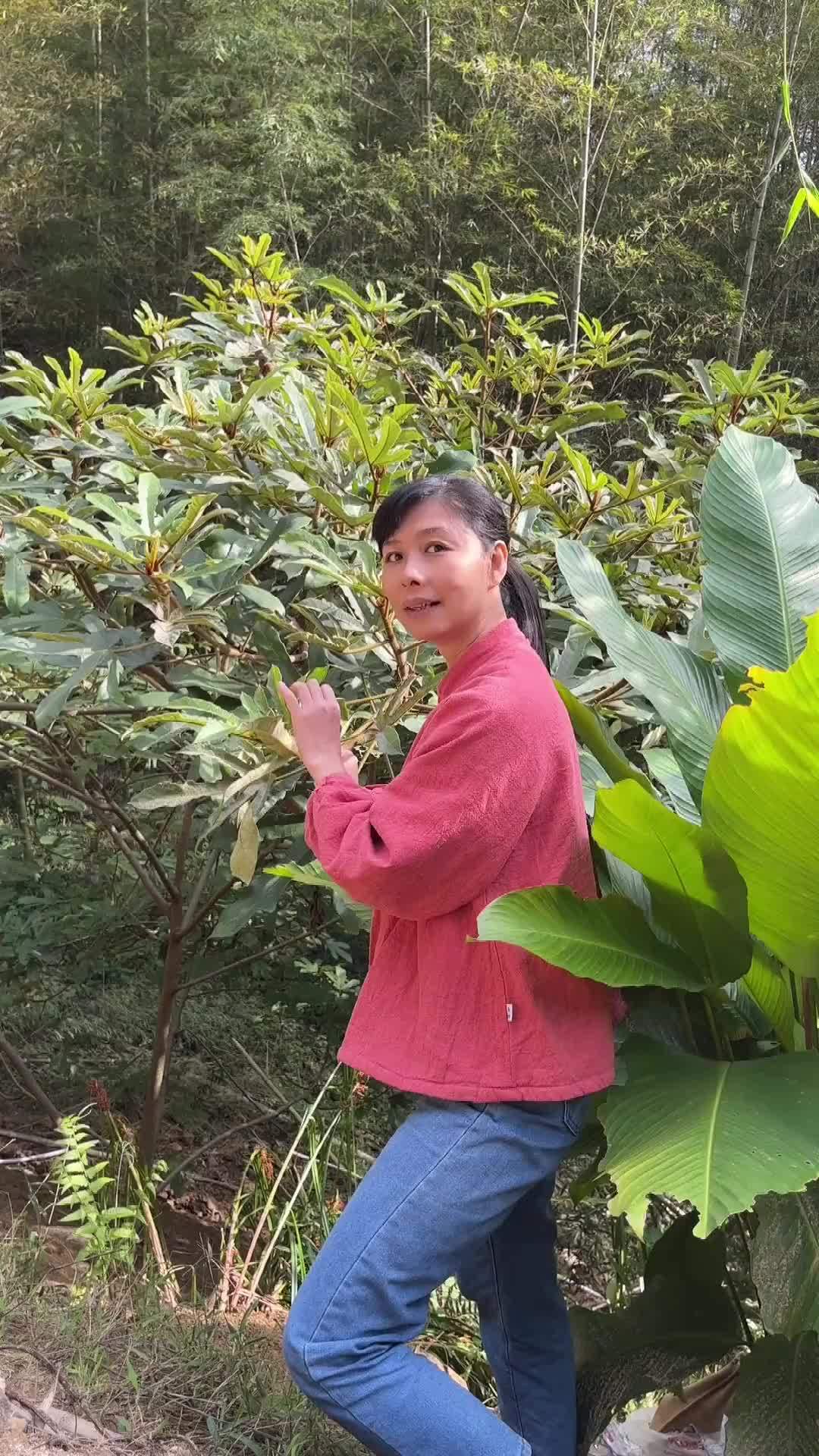 五指毛桃搭配野生土茯苓一起煮水煲汤,被称为大自然的抽湿机!
