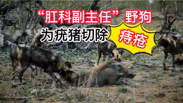 "肛科副主任"野狗,带领"实习生"给疣猪切除"痔疮"