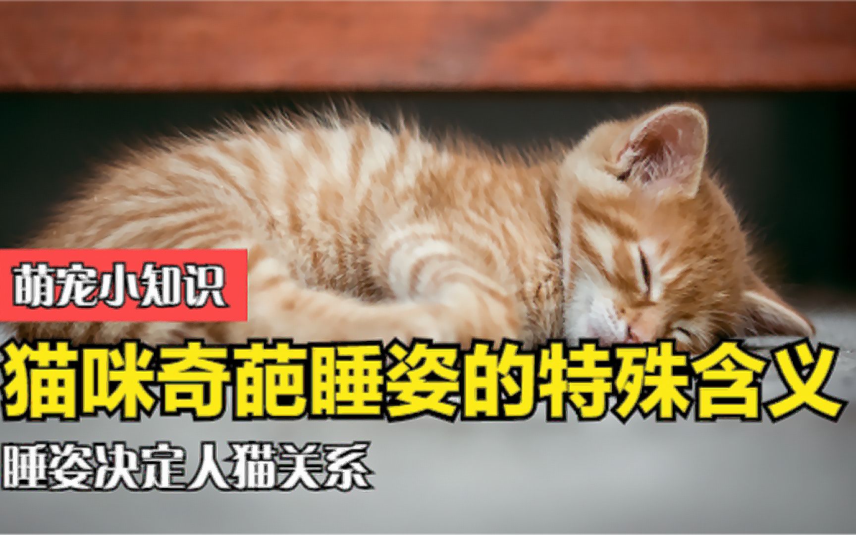 5种猫咪睡觉的奇葩姿势,背后有什么含义,你家猫咪是第几种呢?