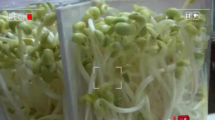 健康一身轻:黄豆芽作用大,豆芽的长短,会影响功效吗