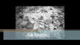 凤凰花开的路口