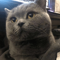 蓝猫Michael 
