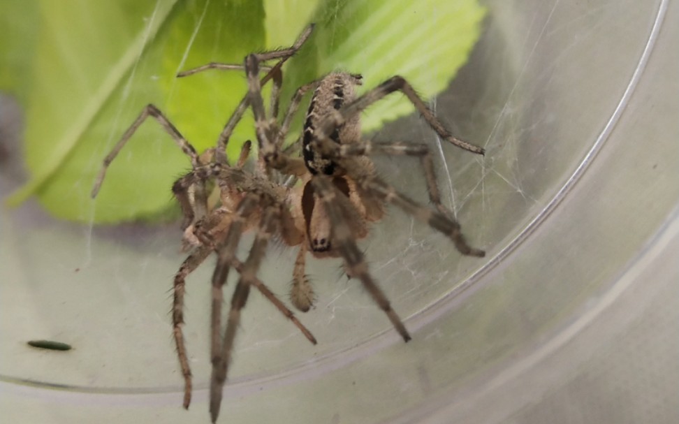 森林漏斗网蛛捕食蟑螂