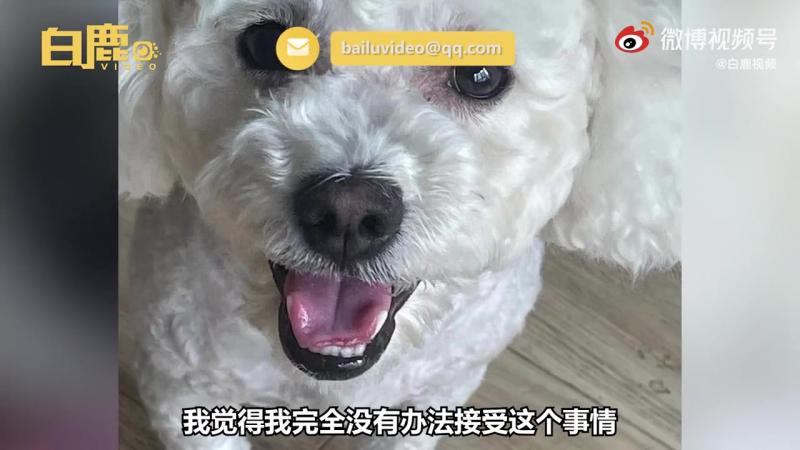 【狗狗宠物店美容舌尖被剪主人:这是永久性伤害,已报警[惊哭]】8月10...